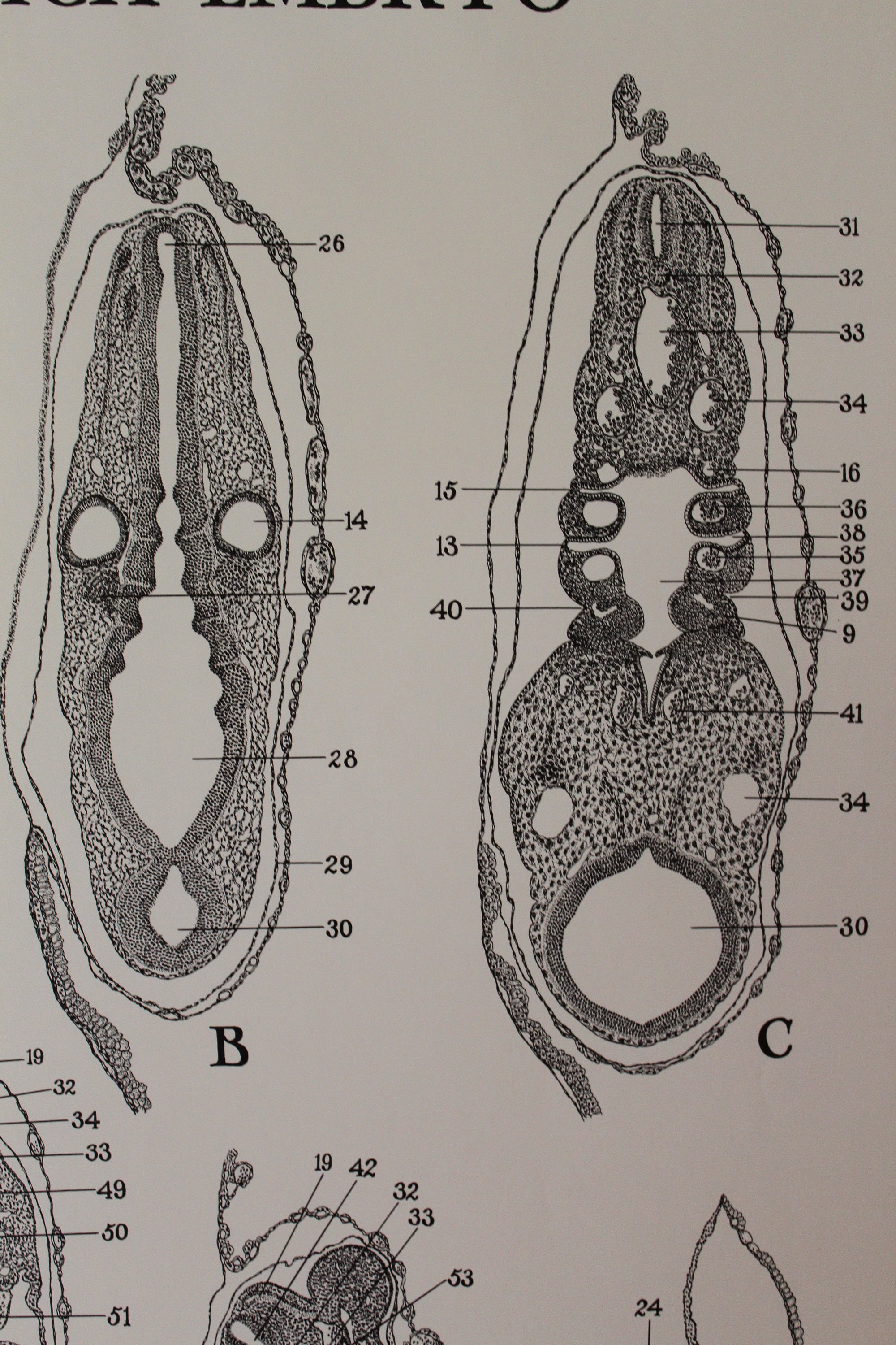 Vintage 72 Hour Chick Embryo Development Wall Chart From Turtox - Etsy
