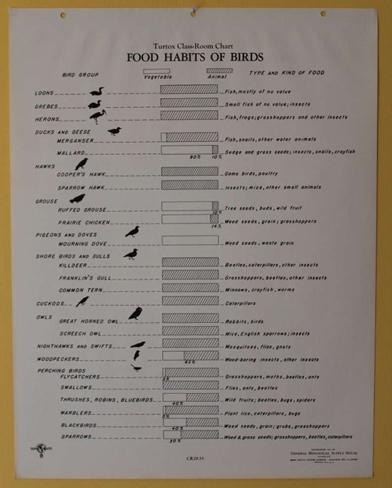 Vintage Food Habits of Birds Wall Chart From Turtox - Etsy
