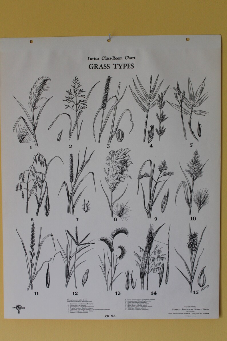 Vintage Grass Types Classroom Chart From Turtox, General Biological ...