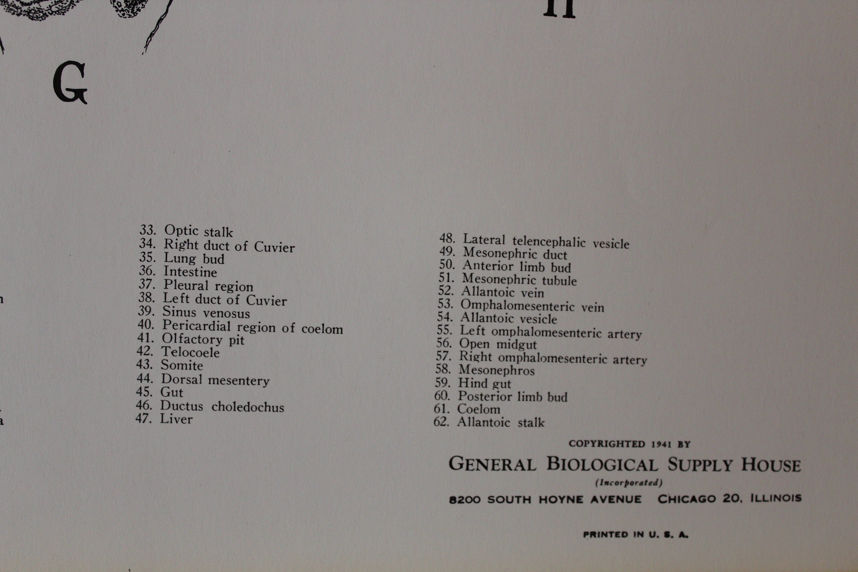 Vintage 96 Hour Chick Embryo Development Wall Chart From - Etsy