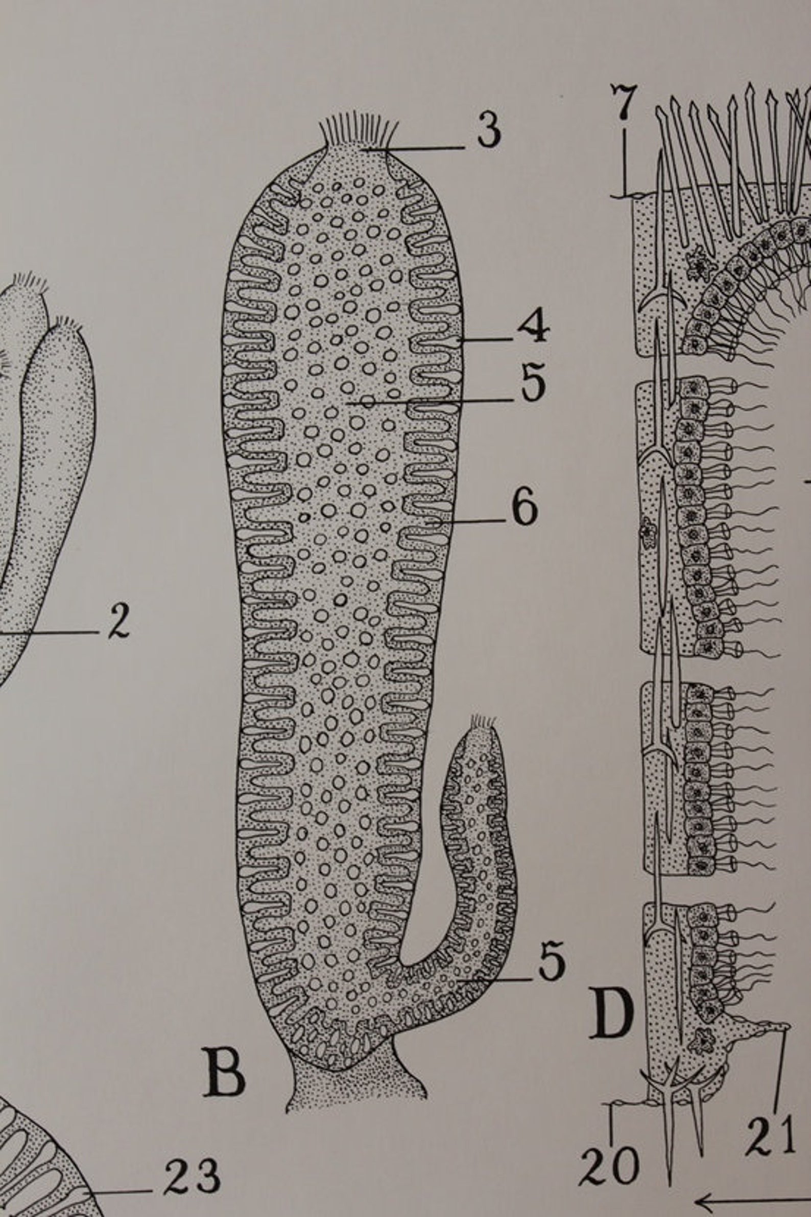 Vintage Grantia marine Calcareous Sponges Classroom Chart From Turtox ...