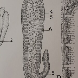 Vintage Grantia (marine Calcareous Sponges) Classroom Chart From Turtox ...