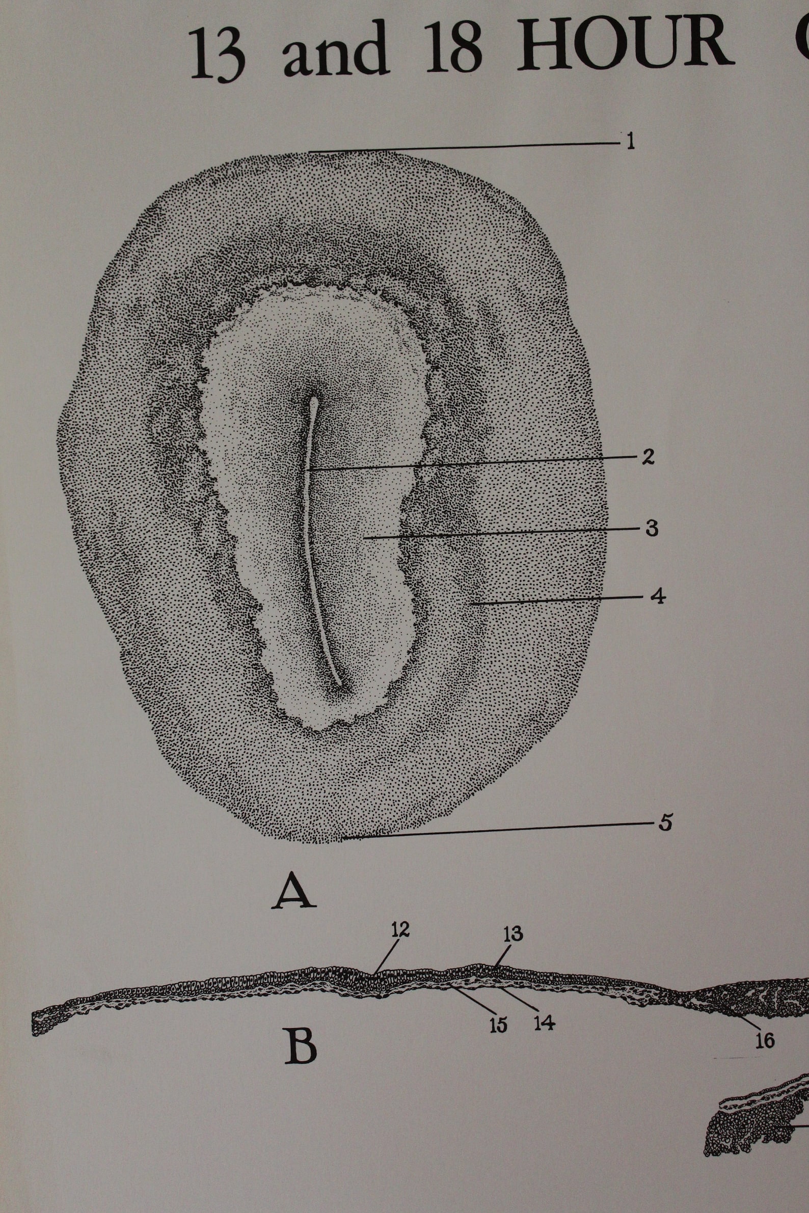 Vintage 13 and 18 Hour Chick Embryo Classroom Chart From Turtox - Etsy ...