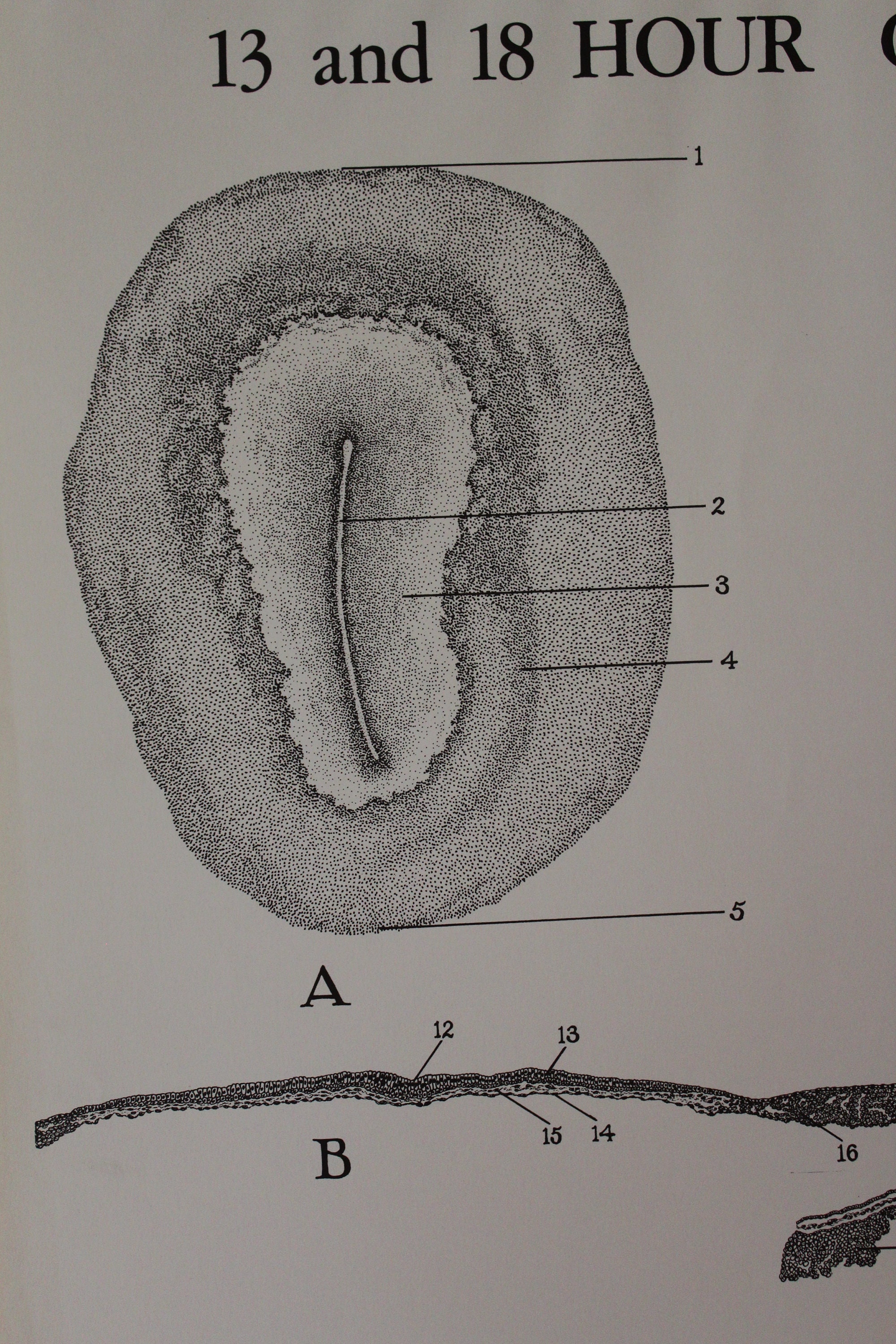 Vintage 13 and 18 Hour Chick Embryo Classroom Chart From Turtox - Etsy ...