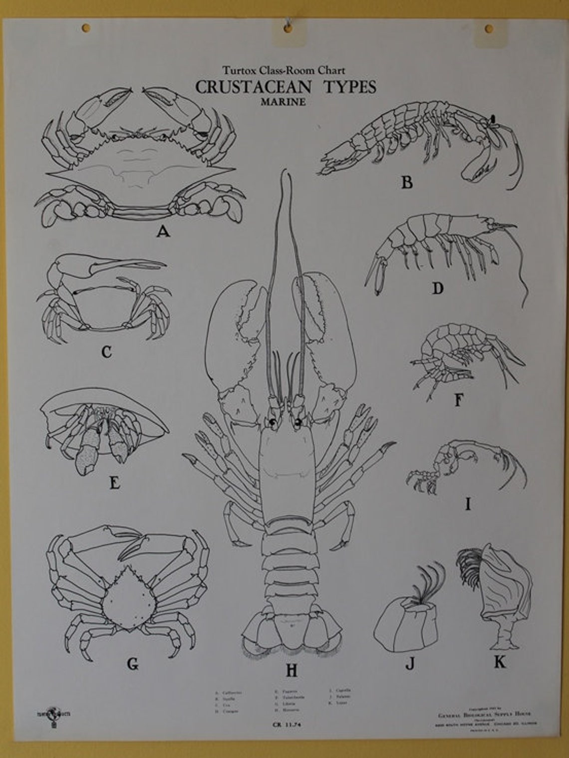 Vintage Marine Crustacean Classroom Chart From Turtox - Etsy