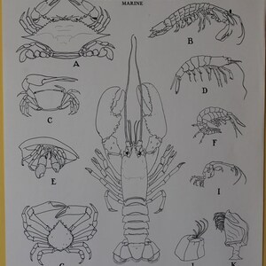 Vintage Marine Crustacean Classroom Chart From Turtox - Etsy
