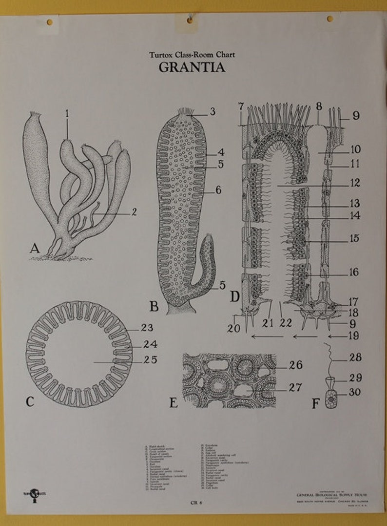 Vintage Grantia (marine Calcareous Sponges) Classroom Chart From Turtox ...