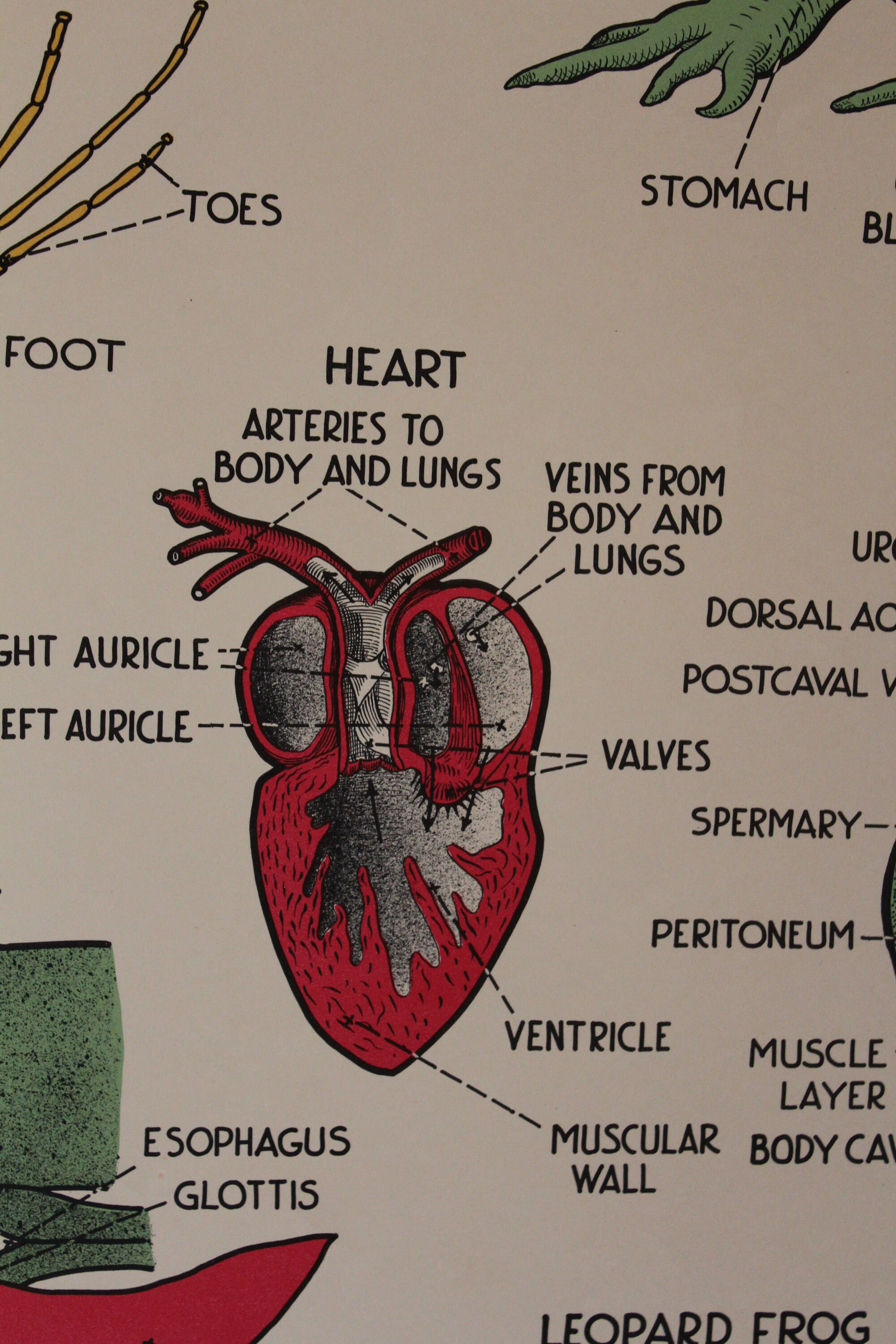 Peritoneum Frog