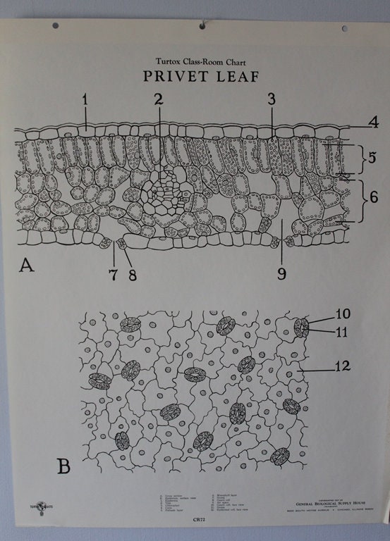 Vintage Privet Leaf Classroom Chart From Turtox - Etsy