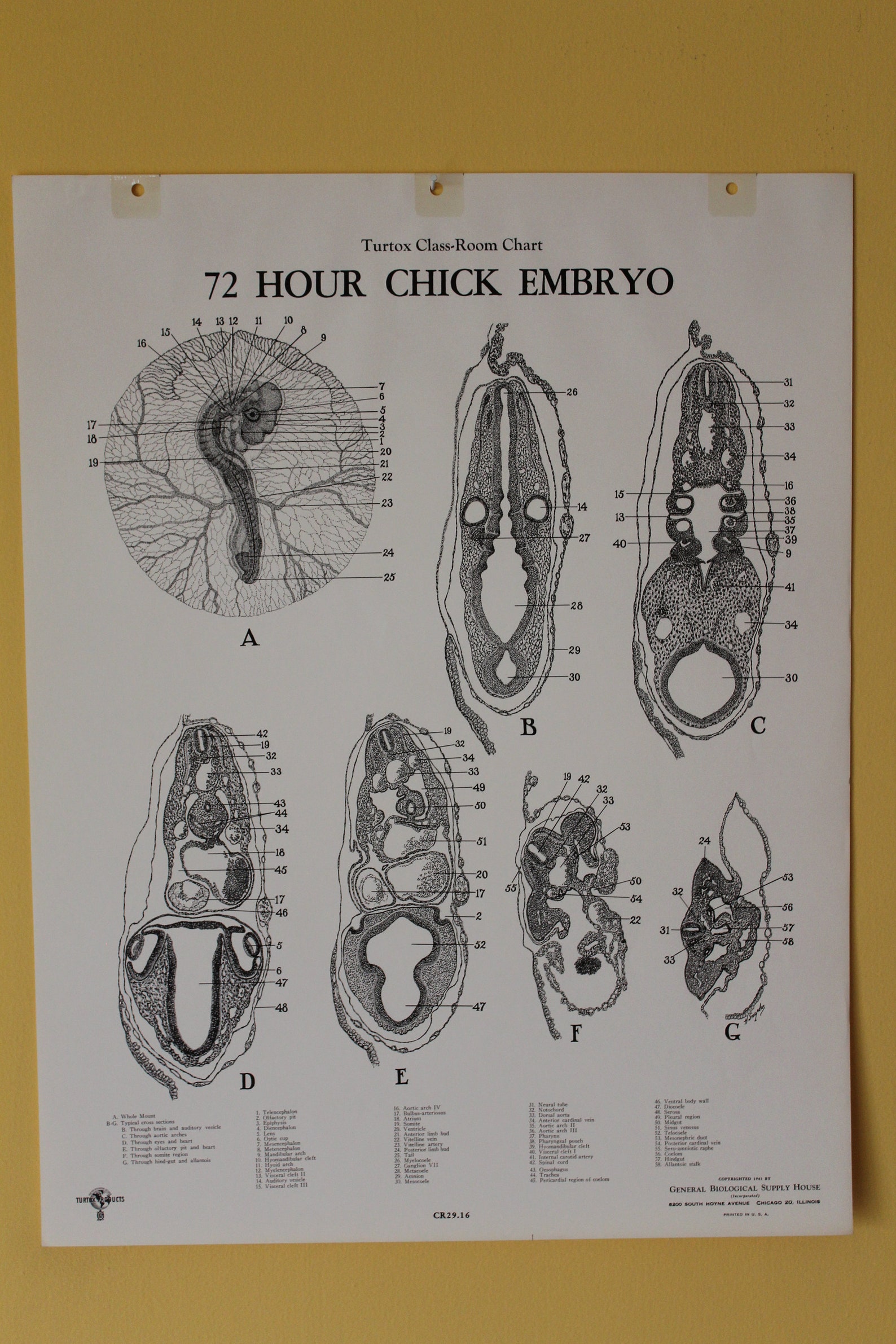 Vintage 72 Hour Chick Embryo Development Wall Chart From Turtox - Etsy
