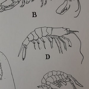Vintage Marine Crustacean Classroom Chart From Turtox - Etsy