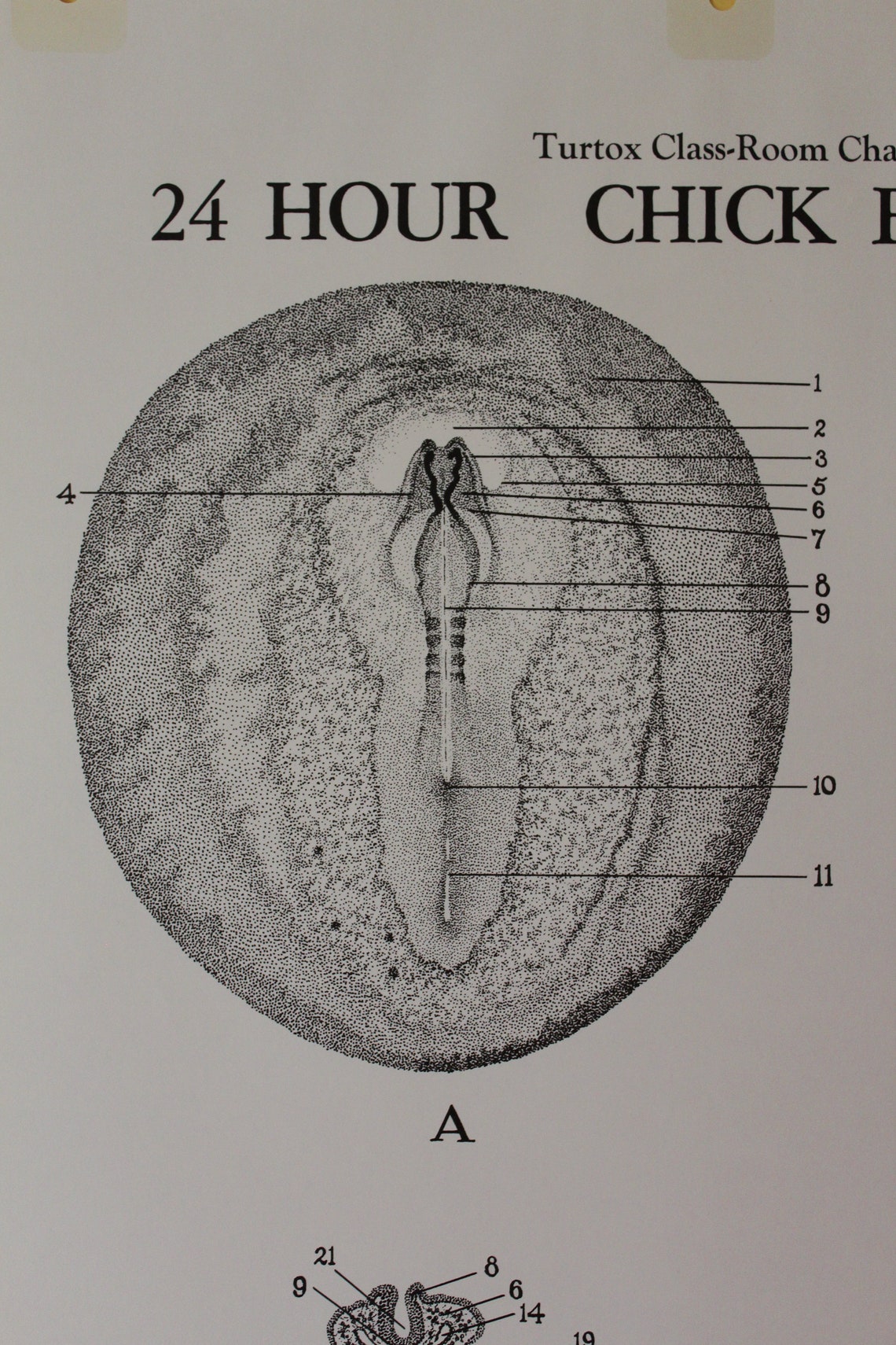 Vintage 24 Hour Chick Embryo Development Classroom Chart From Turtox - Etsy