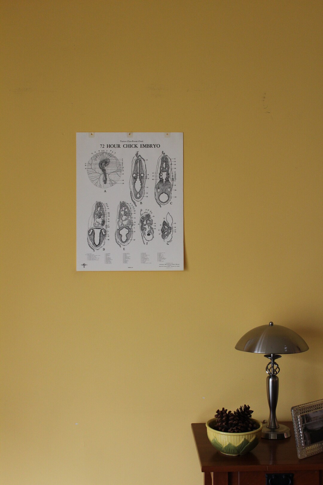 Vintage 72 Hour Chick Embryo Development Wall Chart From Turtox - Etsy