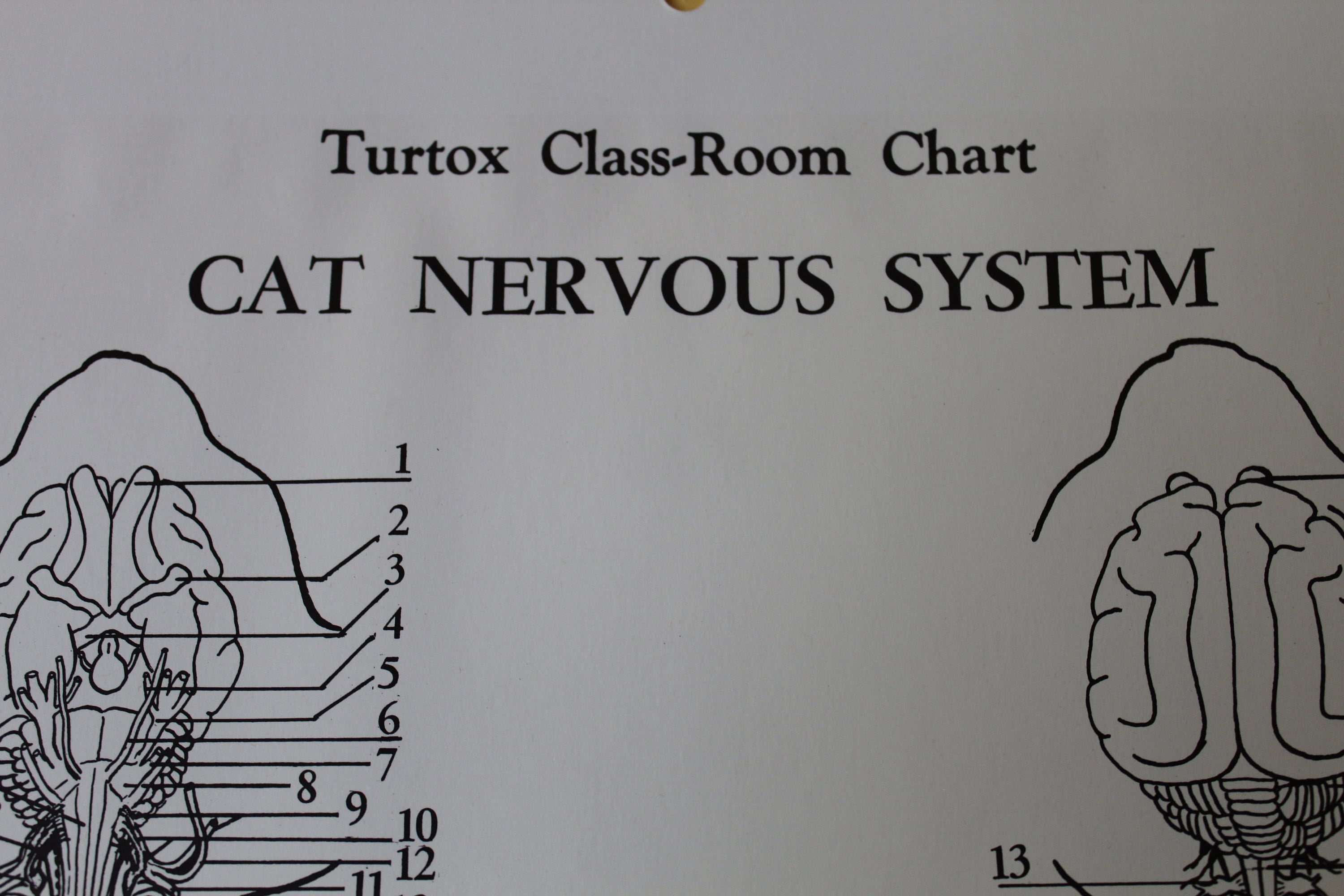 Feline Brain Diagram