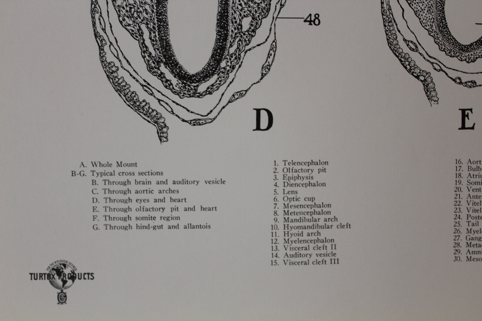 Vintage 72 Hour Chick Embryo Development Wall Chart From Turtox - Etsy ...