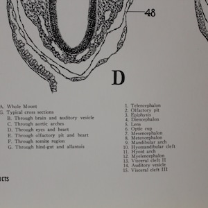 Vintage 72 Hour Chick Embryo Development Wall Chart From Turtox - Etsy