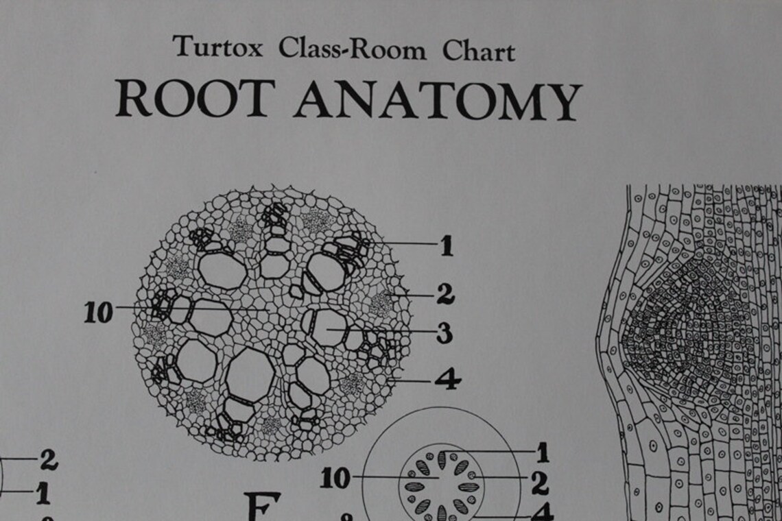 Vintage Root Anatomy Classroom Chart From Turtox - Etsy