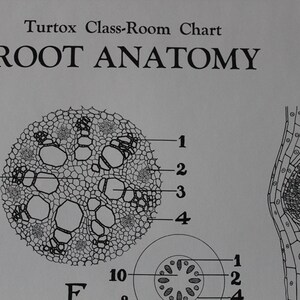 Vintage Root Anatomy Classroom Chart From Turtox - Etsy