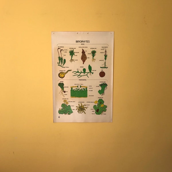 Botanical Chart - Etsy