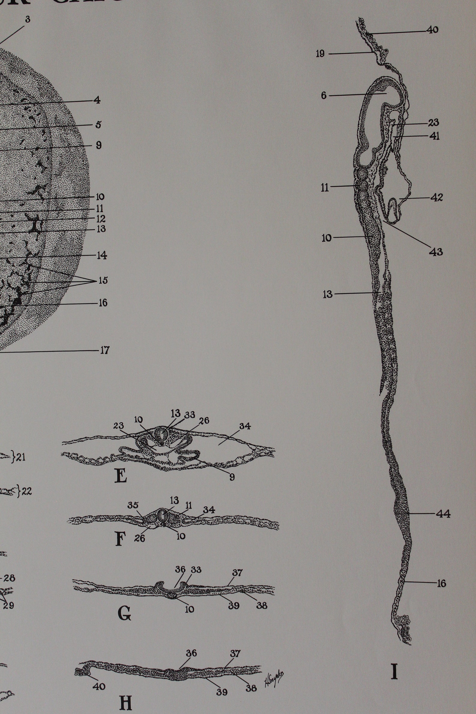 Vintage 33 Hour Chick Embryo Development Classroom Chart From Turtox - Etsy