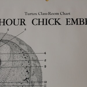 Vintage 33 Hour Chick Embryo Development Classroom Chart From Turtox - Etsy