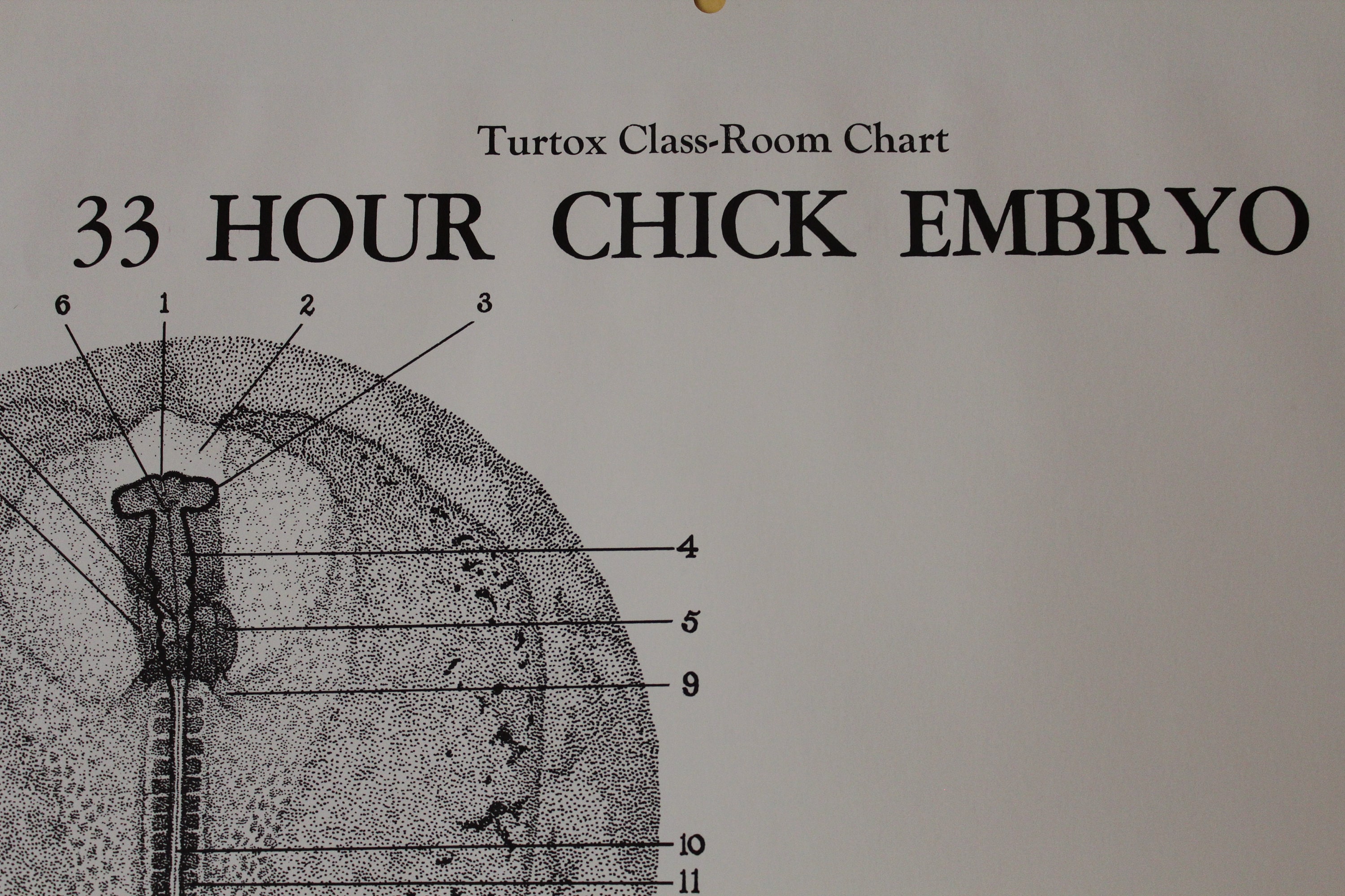 Vintage 33 Hour Chick Embryo Development Classroom Chart From Turtox - Etsy