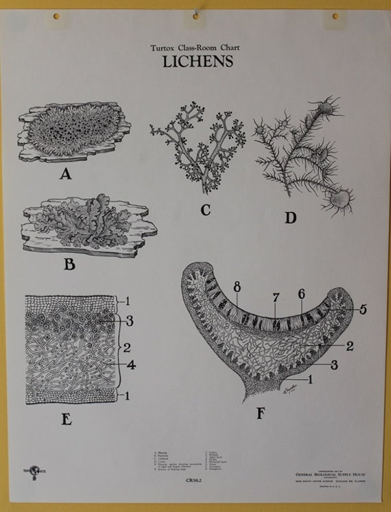 Lichens Diagram