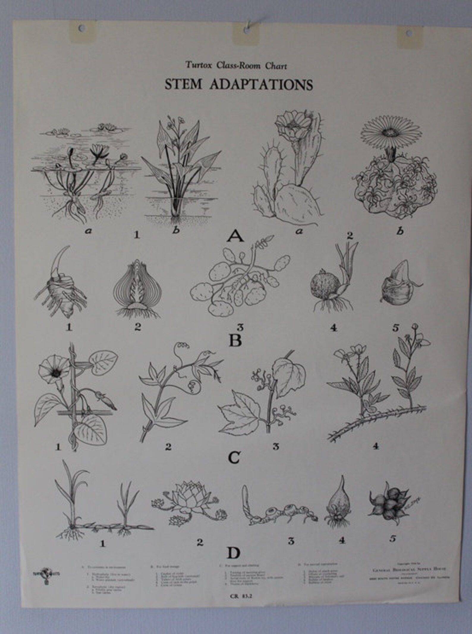 Vintage Stem Adaptations Classroom Chart From Turtox - Etsy