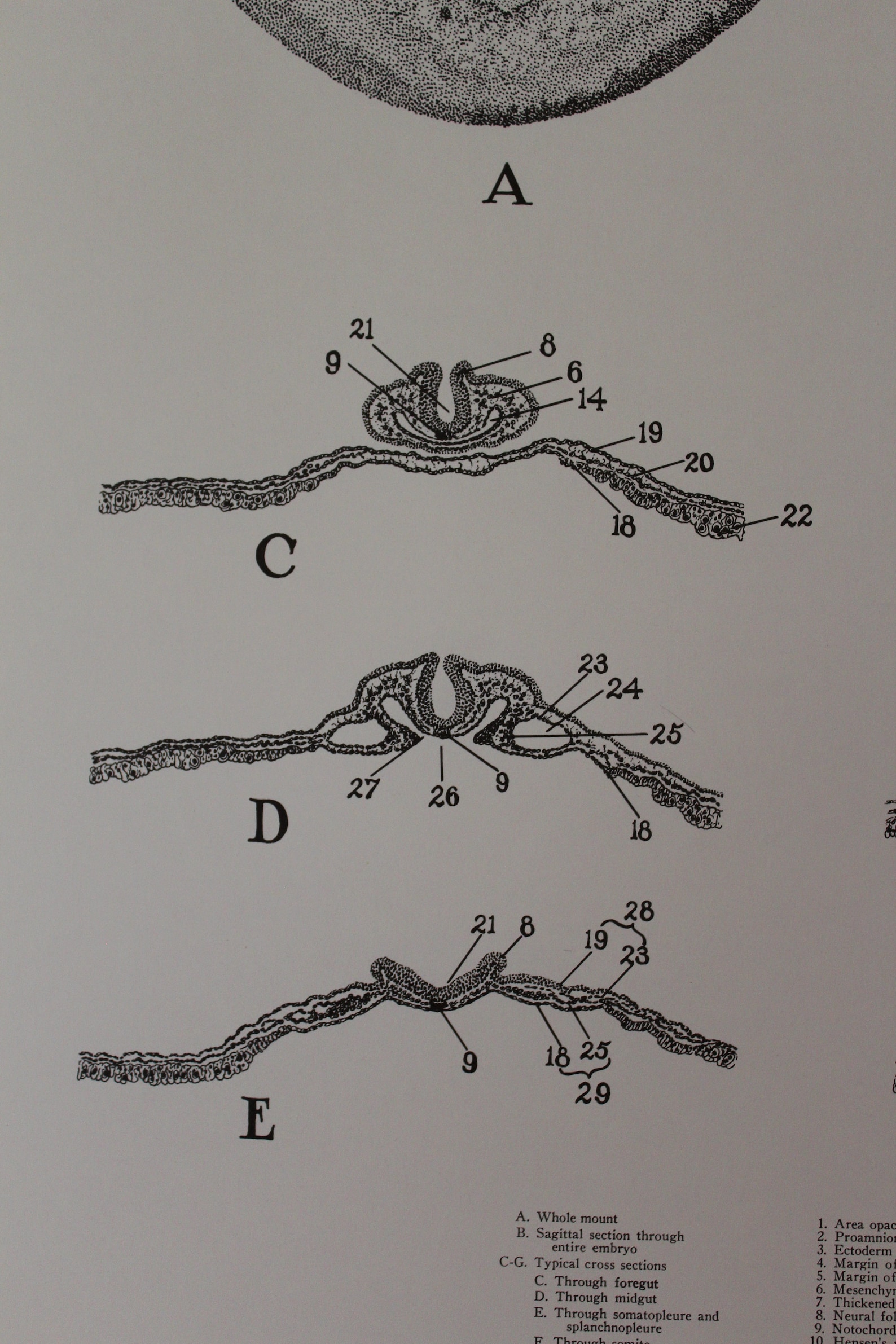 Vintage 24 Hour Chick Embryo Development Classroom Chart From Turtox - Etsy