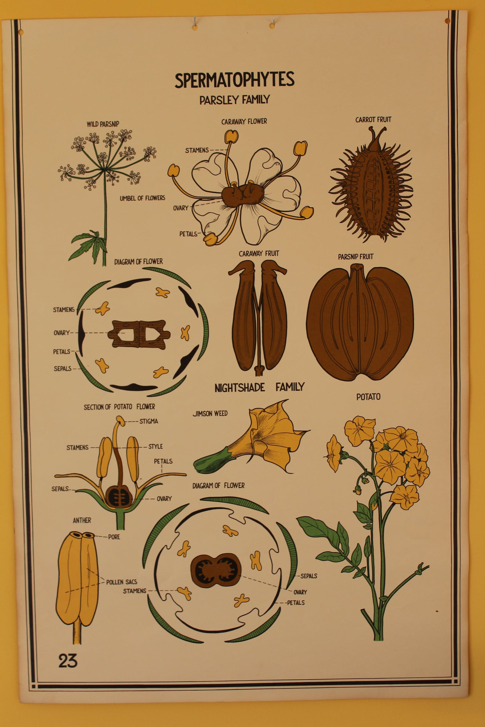 Vintage Smallwood Botanical Chart 23 - Spermatophytes - Parsley Family ...