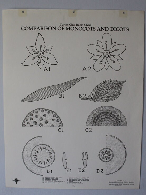 Vintage Monocot and Dicot Comparison Classroom Chart From Turtox - Etsy