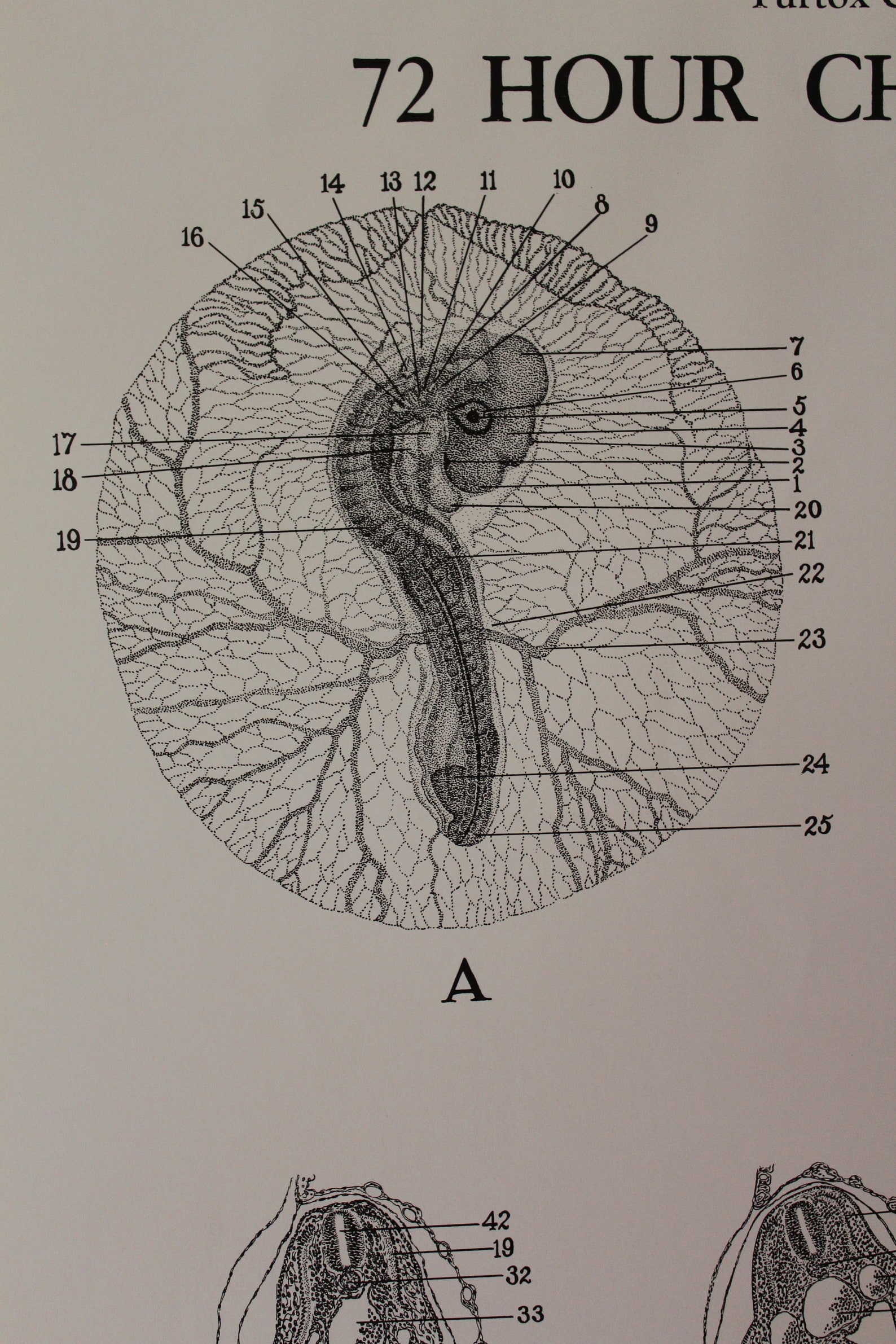 Vintage 72 Hour Chick Embryo Development Wall Chart From Turtox - Etsy