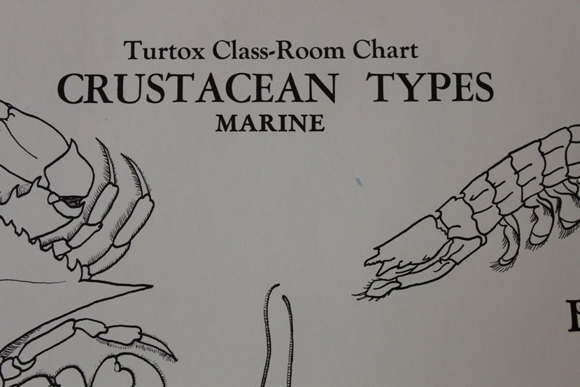 Vintage Marine Crustacean Classroom Chart From Turtox - Etsy