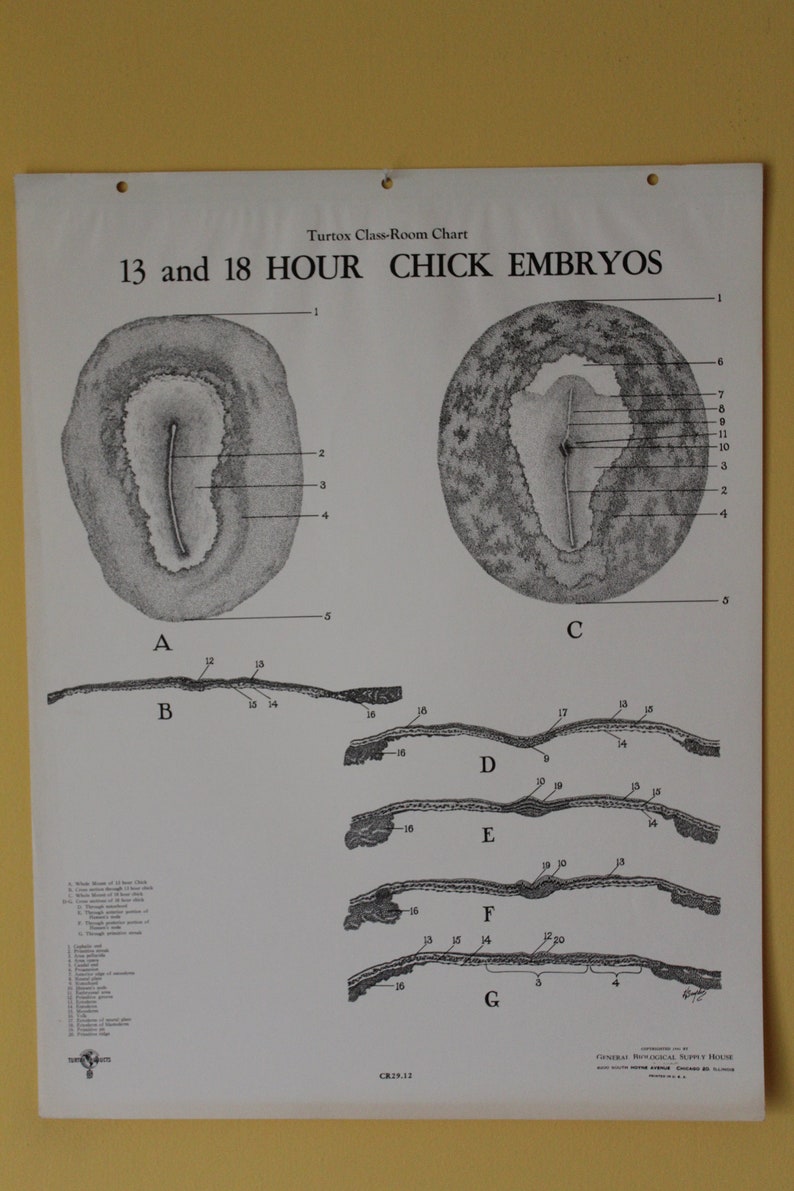 Vintage 13 and 18 Hour Chick Embryo Classroom Chart From Turtox - Etsy