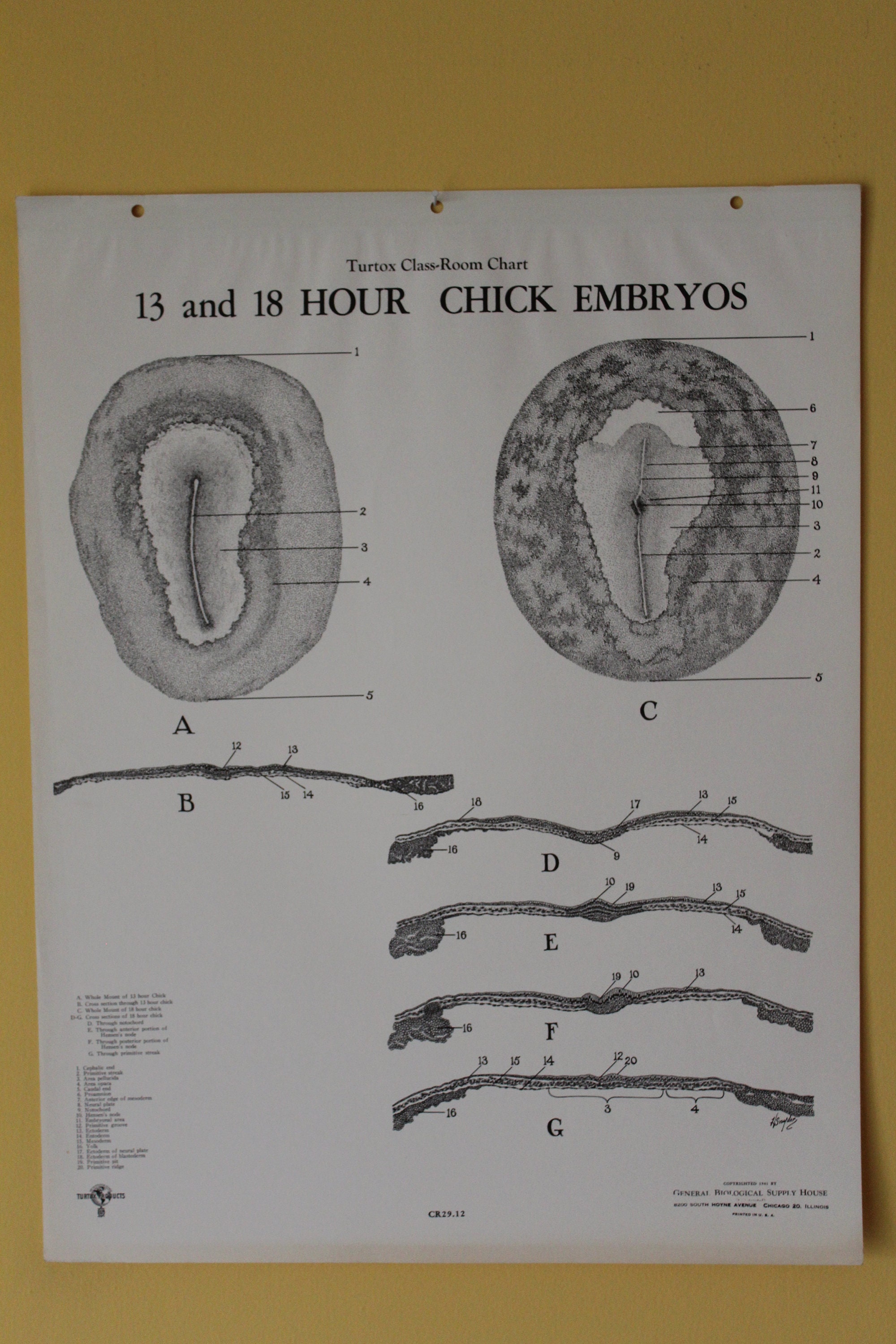 Vintage 13 and 18 Hour Chick Embryo Classroom Chart From Turtox - Etsy ...