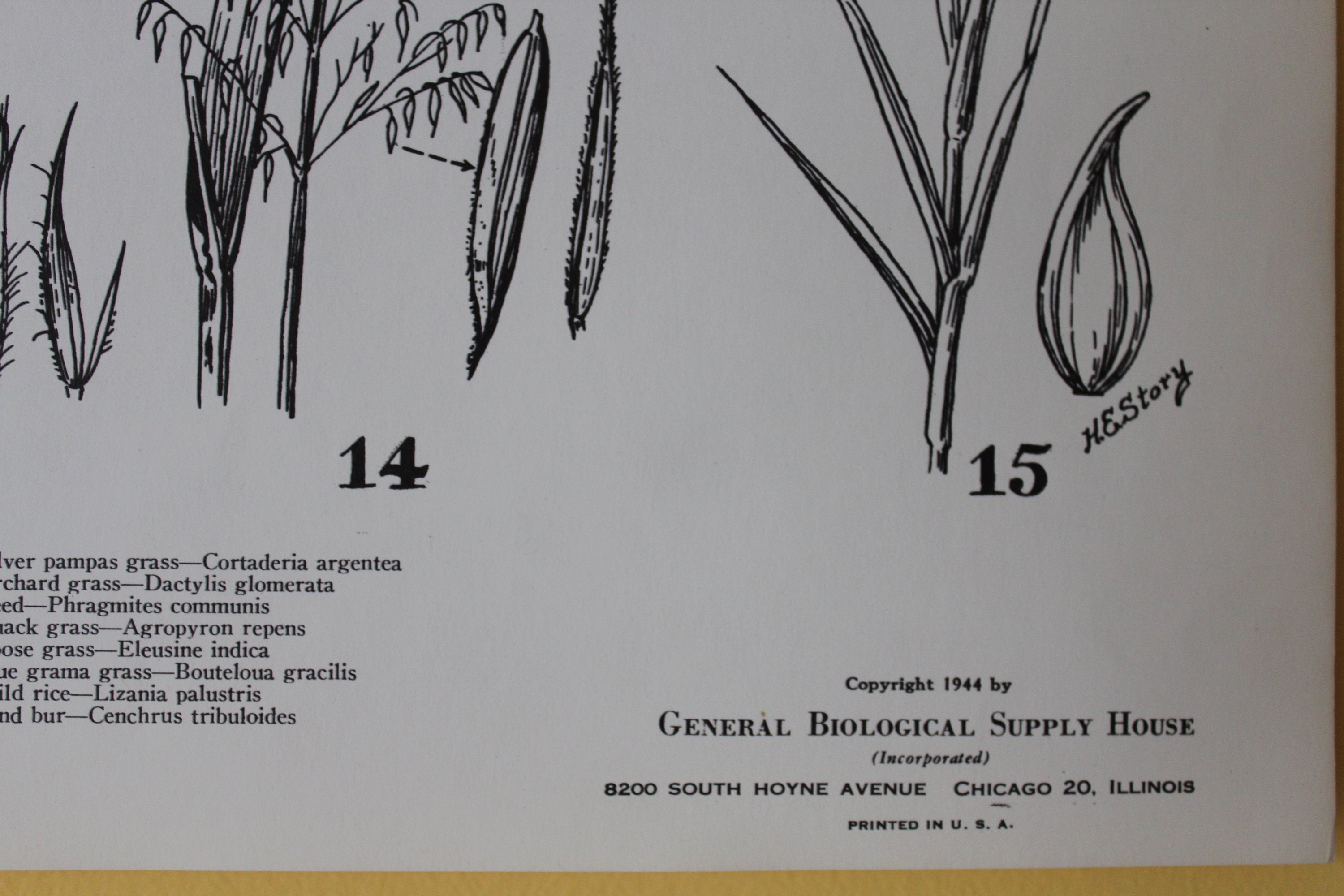 Vintage Grass Types Classroom Chart From Turtox, General Biological ...