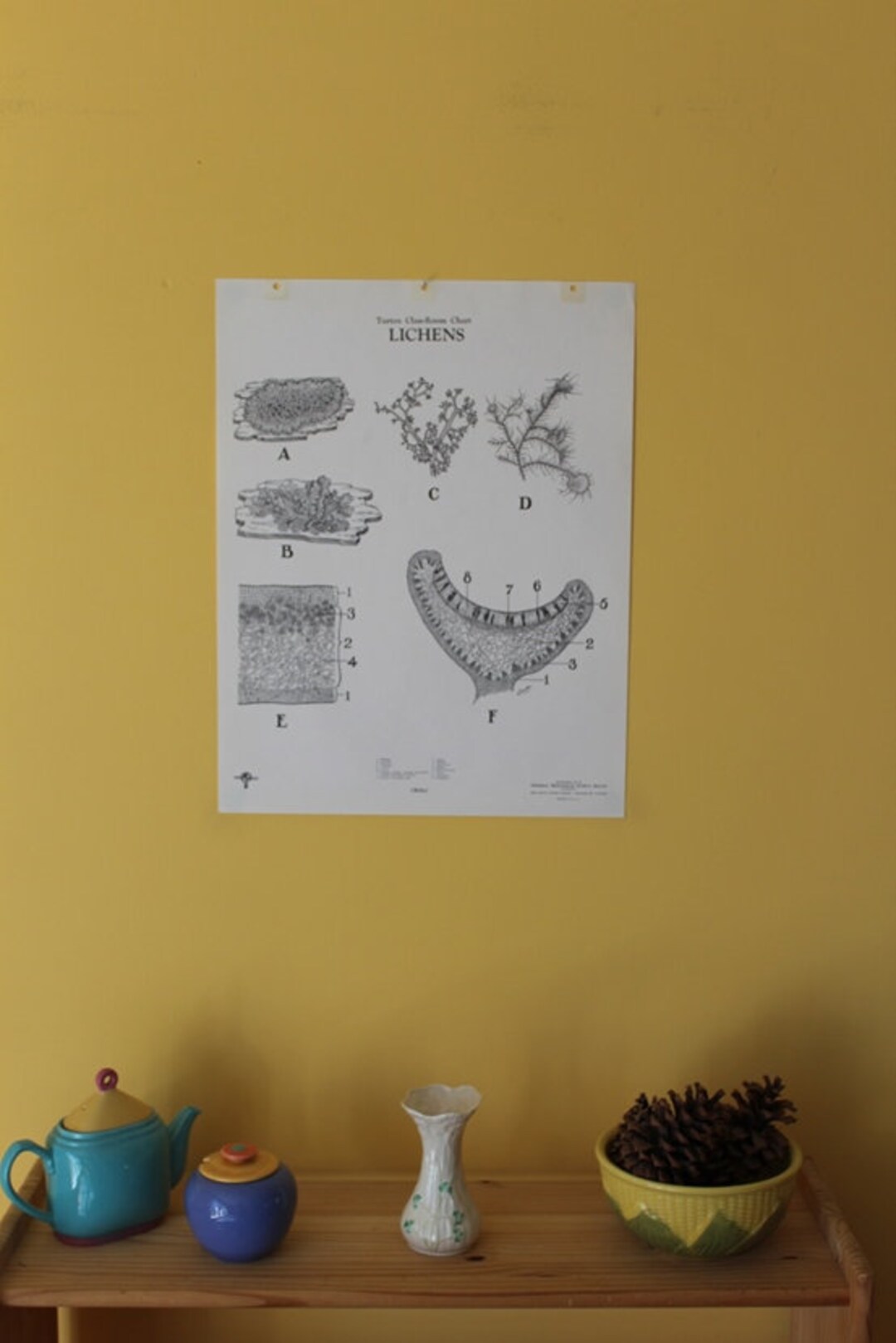 Vintage Lichens Wall Chart From Turtox - Etsy