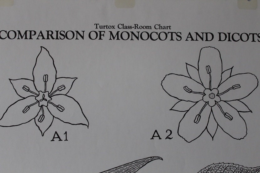 Vintage Monocot and Dicot Comparison Classroom Chart From Turtox - Etsy