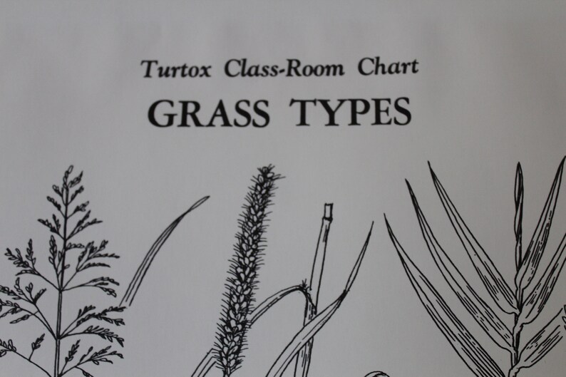 Vintage Grass Types Classroom Chart From Turtox, General Biological ...