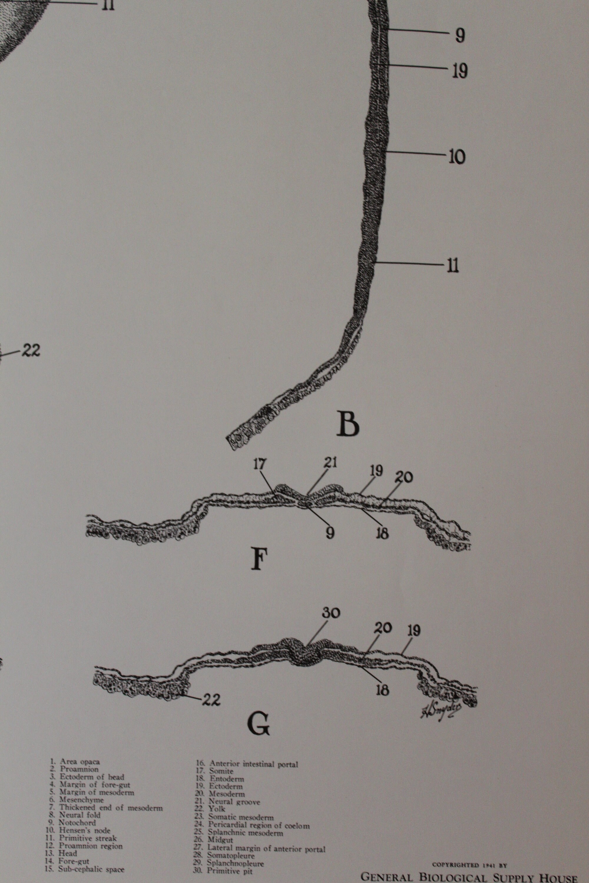 Vintage 24 Hour Chick Embryo Development Classroom Chart From Turtox - Etsy