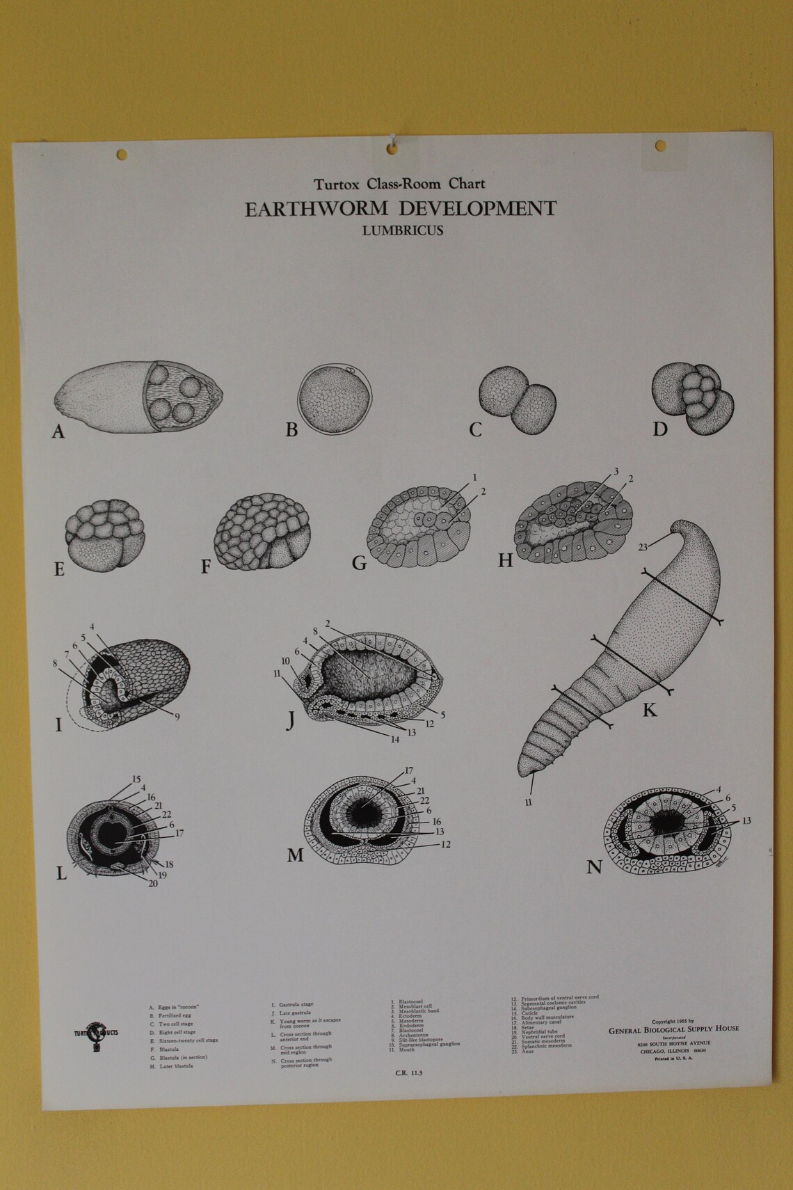 Vintage Earthworm Development Classroom Chart From Turtox - Etsy