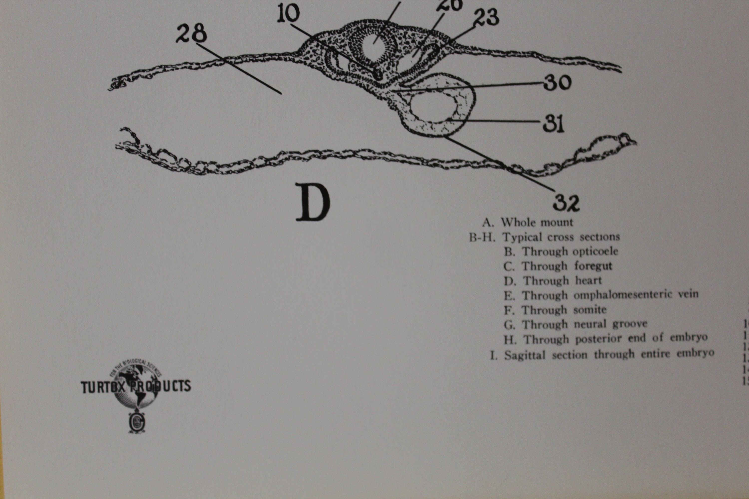 Vintage 33 Hour Chick Embryo Development Classroom Chart From Turtox - Etsy