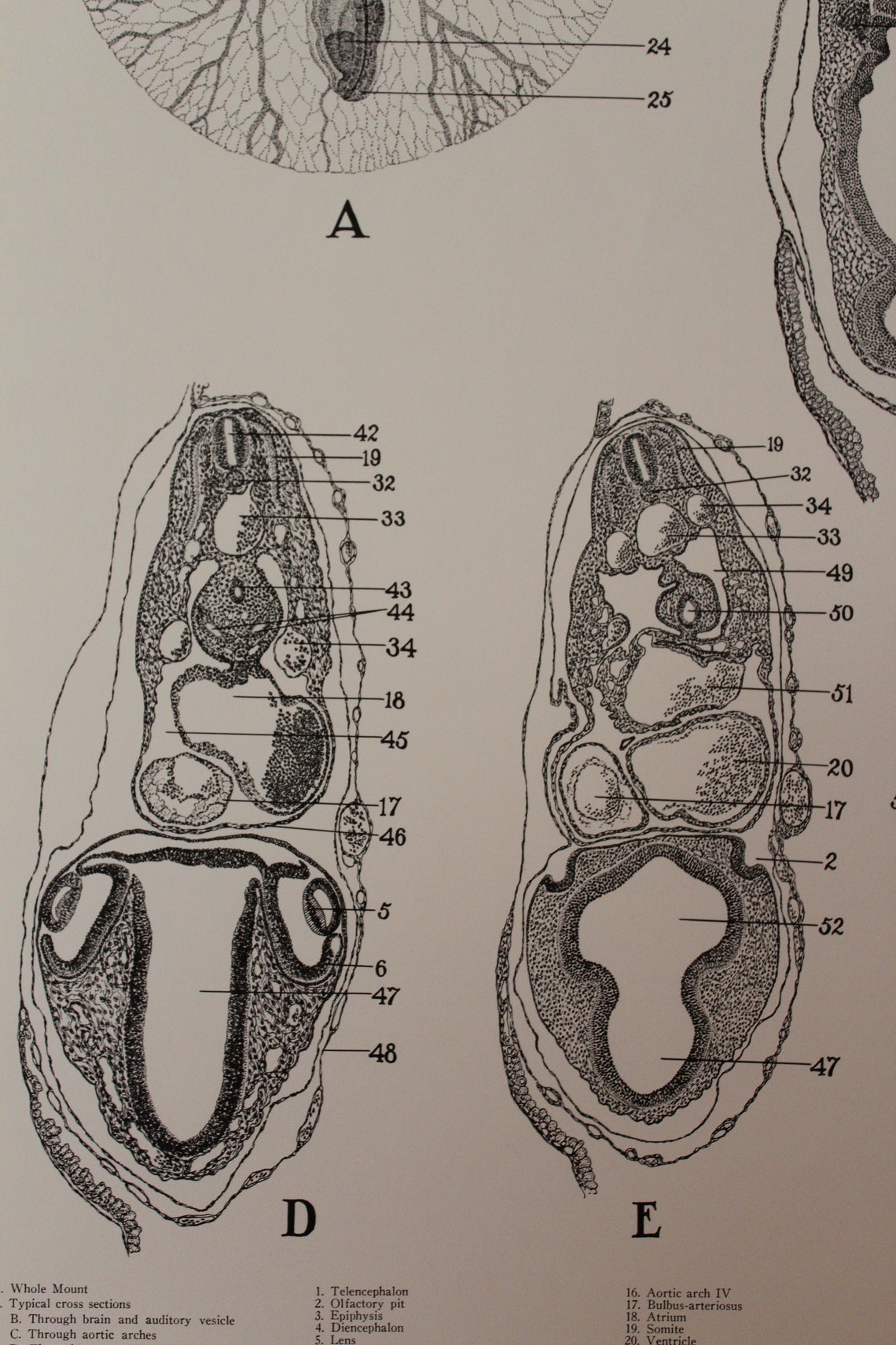 Vintage 72 Hour Chick Embryo Development Wall Chart From Turtox - Etsy