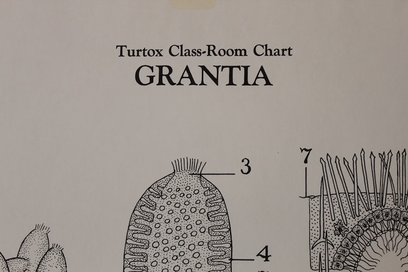 Vintage Grantia (marine Calcareous Sponges) Classroom Chart From Turtox ...