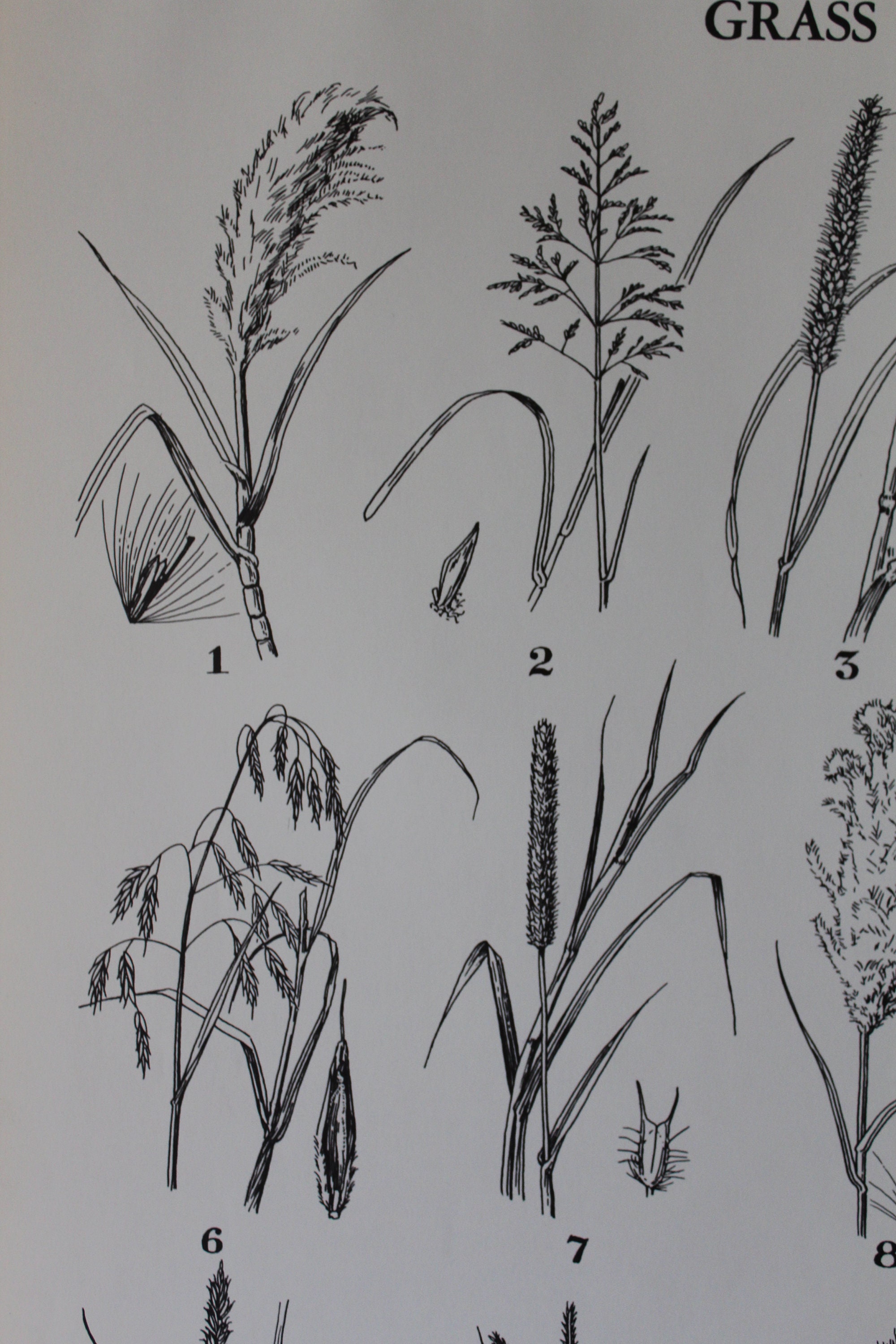 Vintage Grass Types Classroom Chart From Turtox, General Biological ...