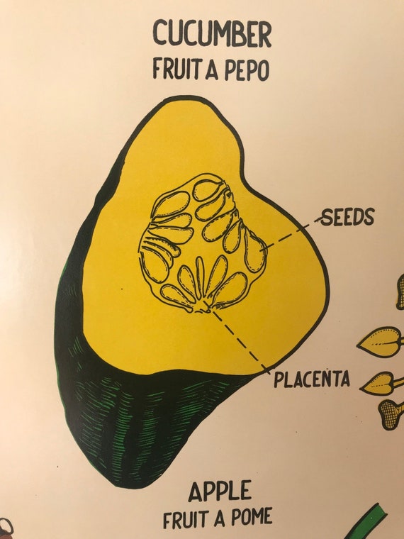 Pepo Fruit Diagram