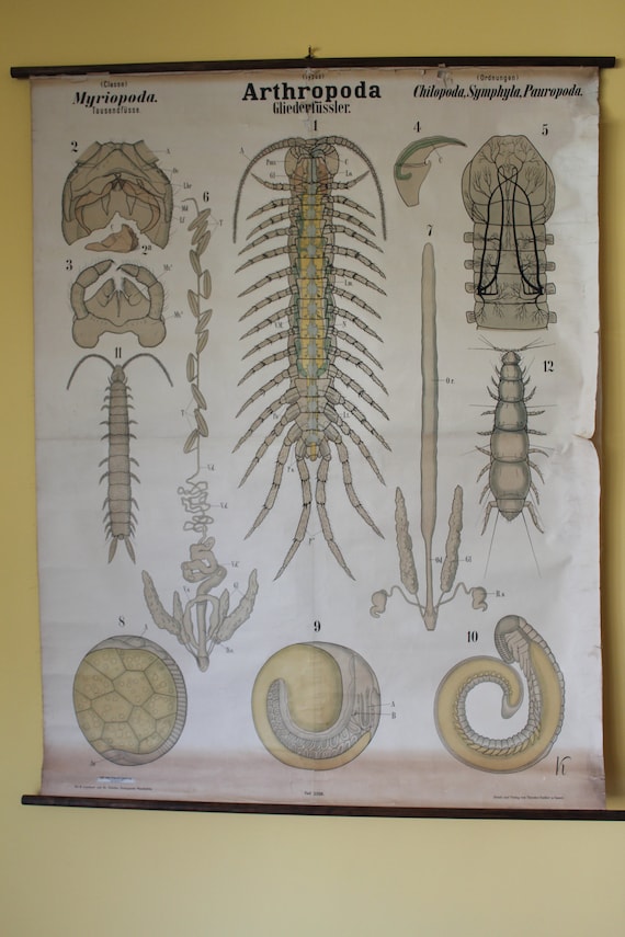 Pauropoda Drawing