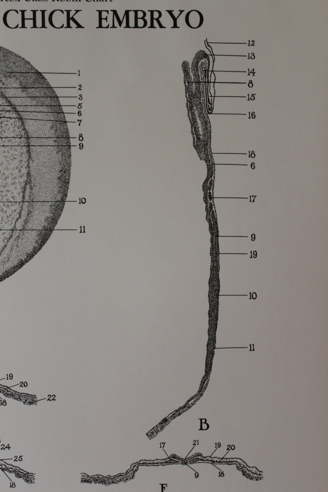 Vintage 24 Hour Chick Embryo Development Classroom Chart From Turtox - Etsy