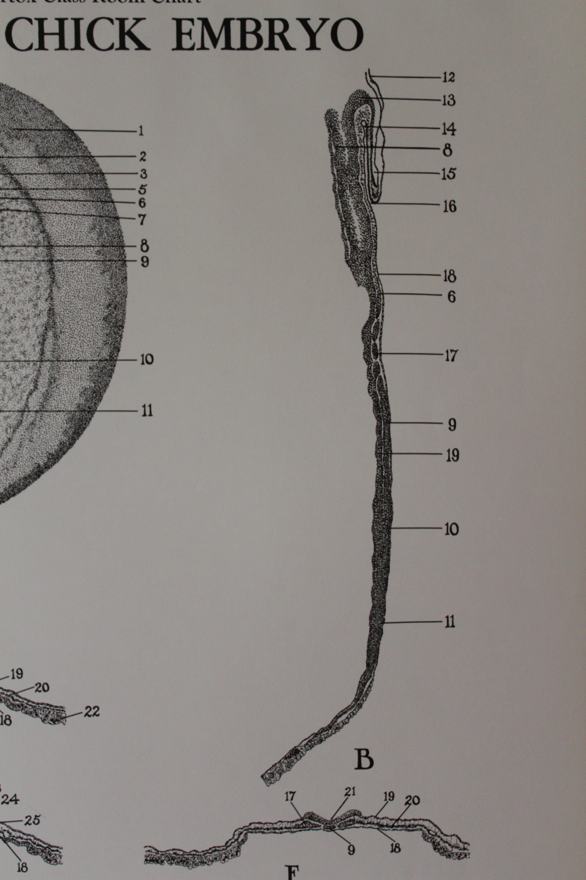 Vintage 24 Hour Chick Embryo Development Classroom Chart From Turtox - Etsy