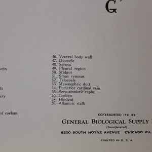 Vintage 72 Hour Chick Embryo Development Wall Chart From Turtox - Etsy